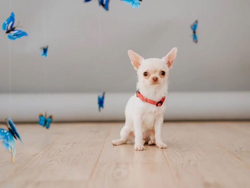 Чихухуа эксклюзив