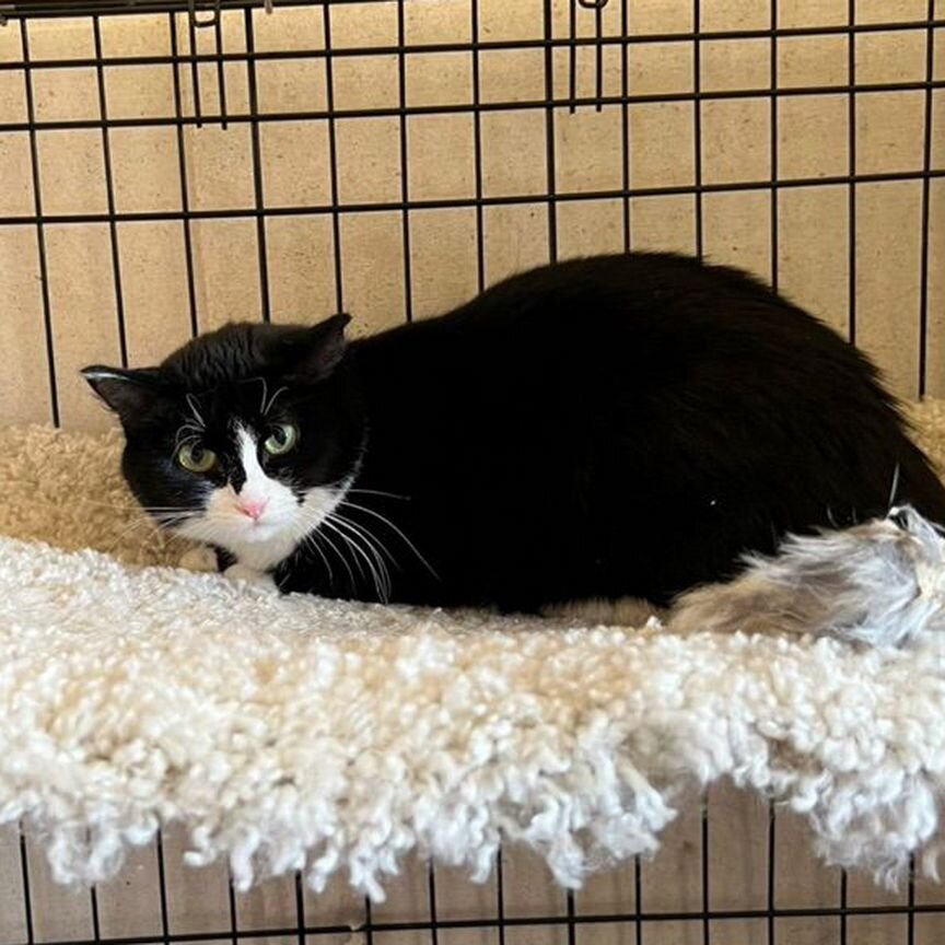 Взрослая кошка в добрые руки