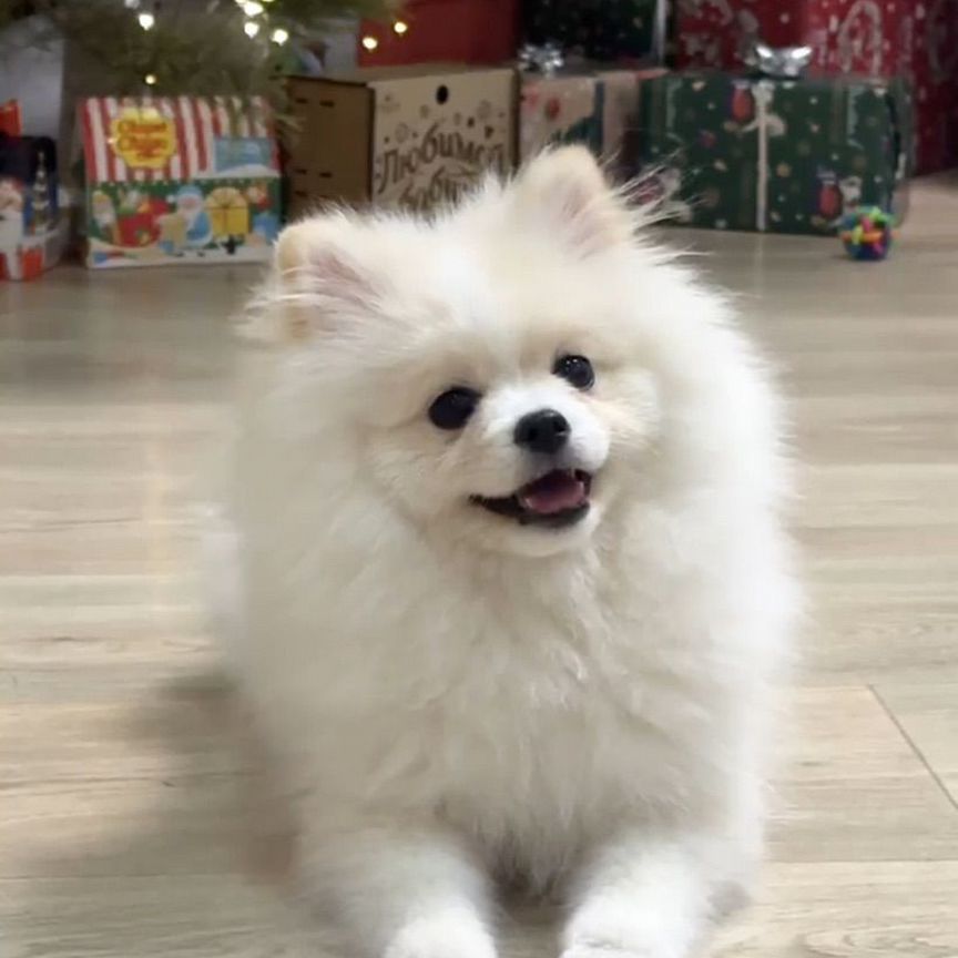 Мини шпиц девочка