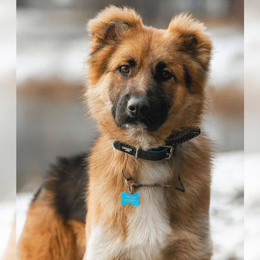 Щенок в добрые руки