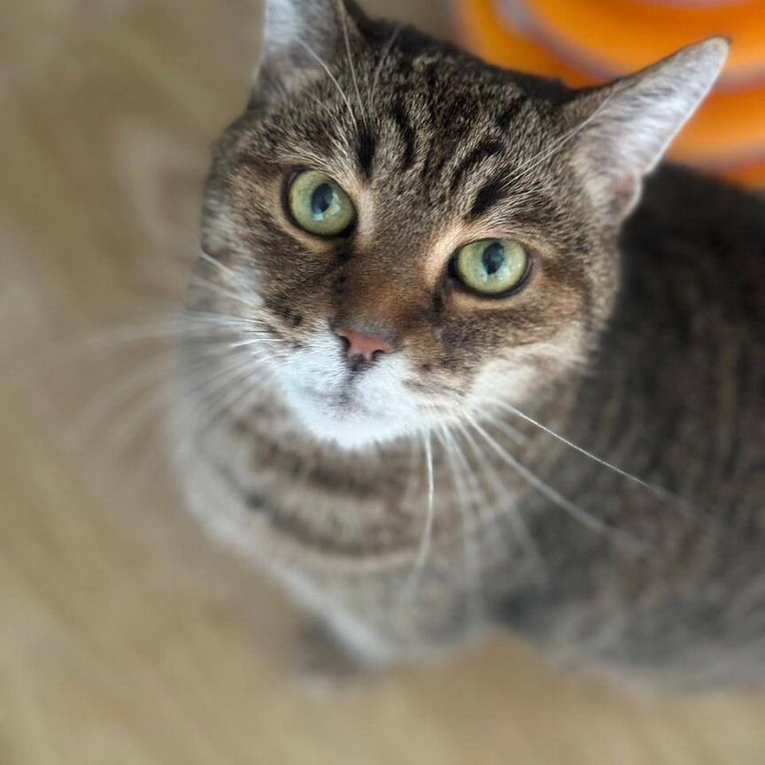 Кот которого сдали в приют его хозяйки не стало