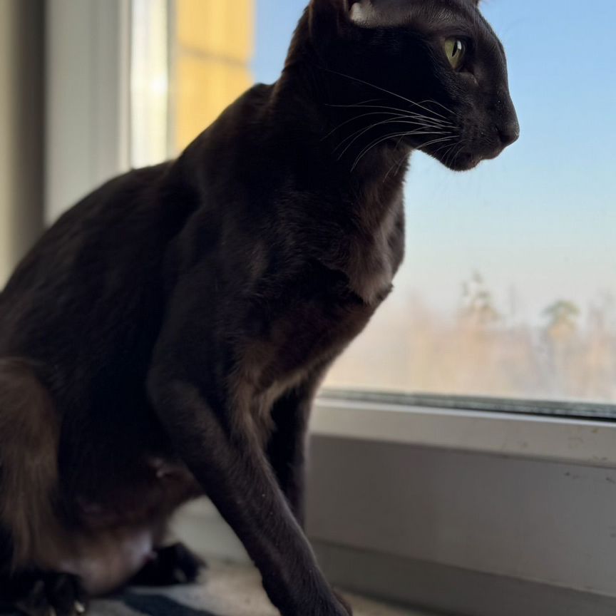Ориентальные котята