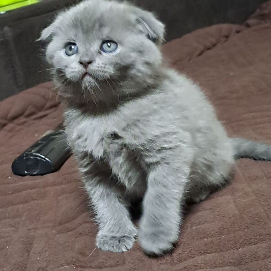 Британский короткошёрстный котёнок