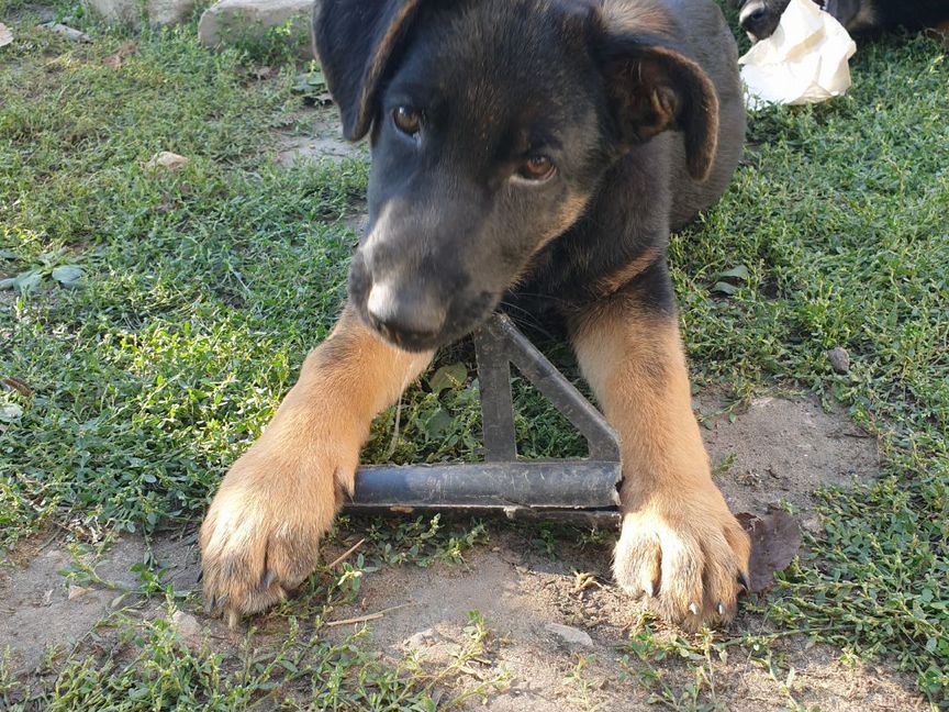 Чистокровные щенки немецкой овчарки