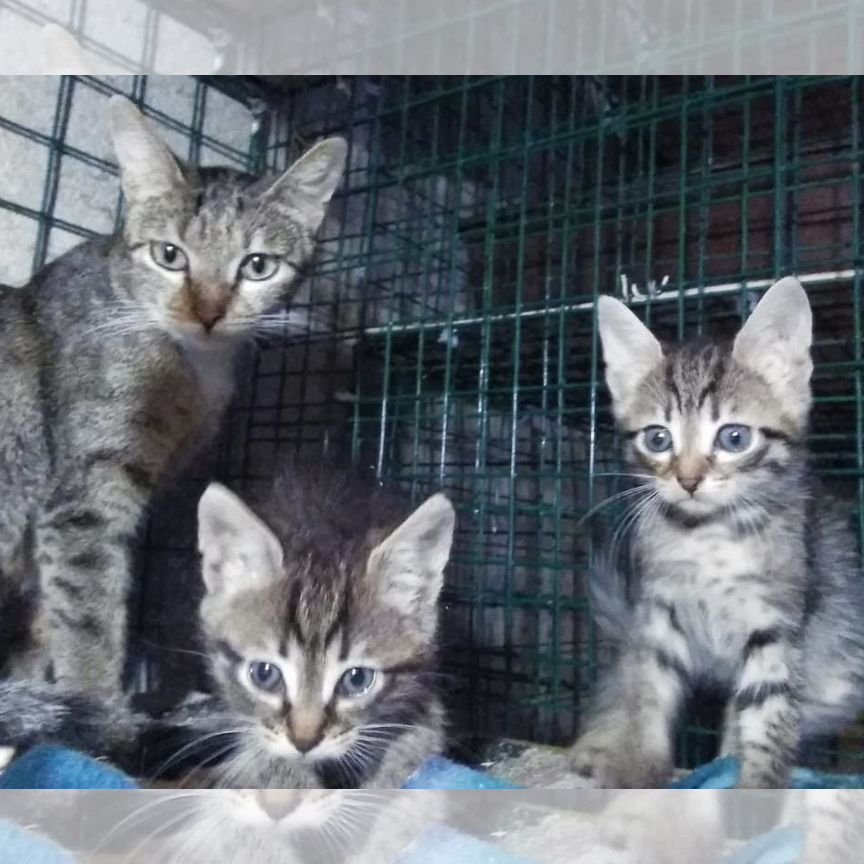 Котенок в добрые руки отдам бесплатно