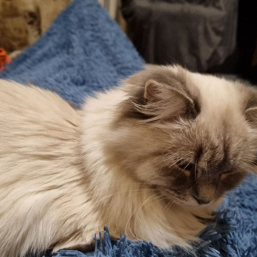 Отдам в добрые руки, сиамская