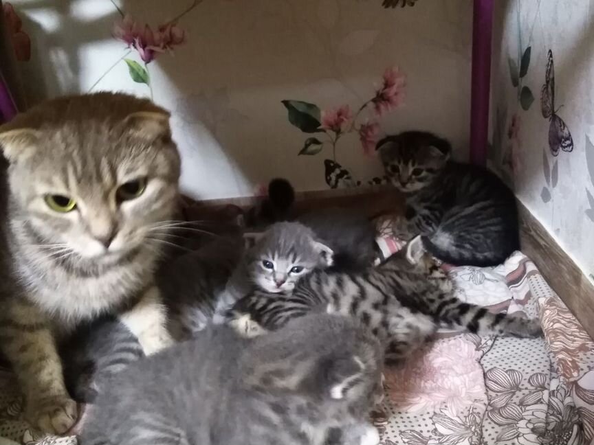 Котята мама вислоухая Шотландка