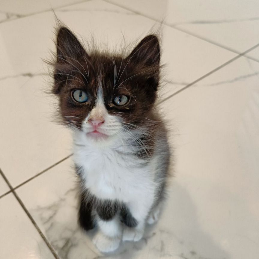 Котята отдам в добрые руки бесплатно