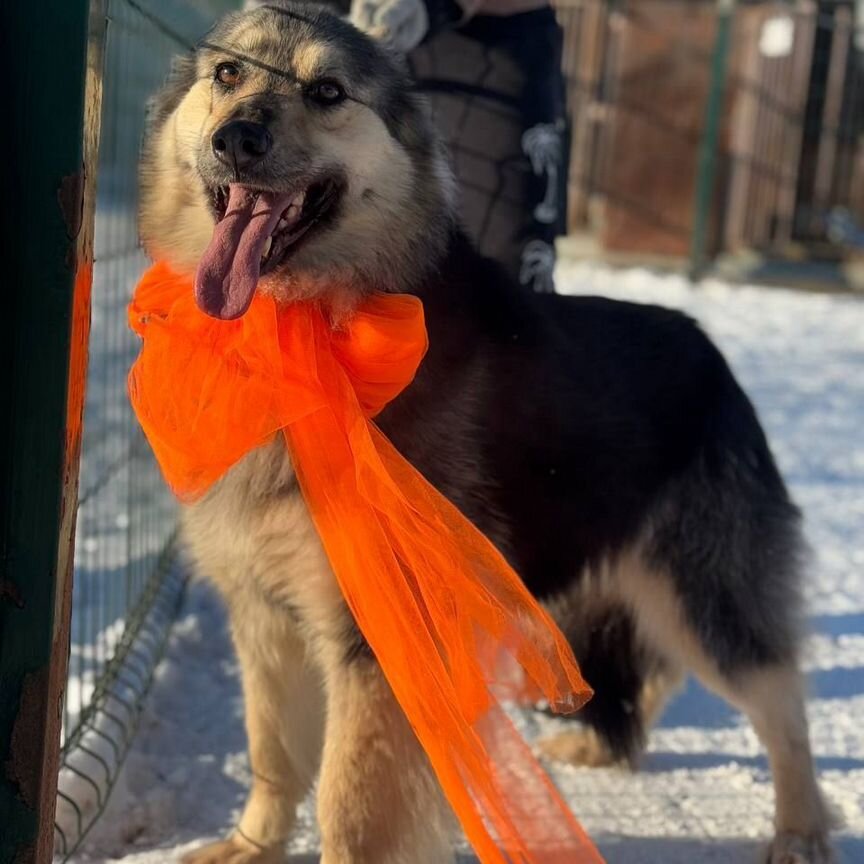 Собака в добрые руки