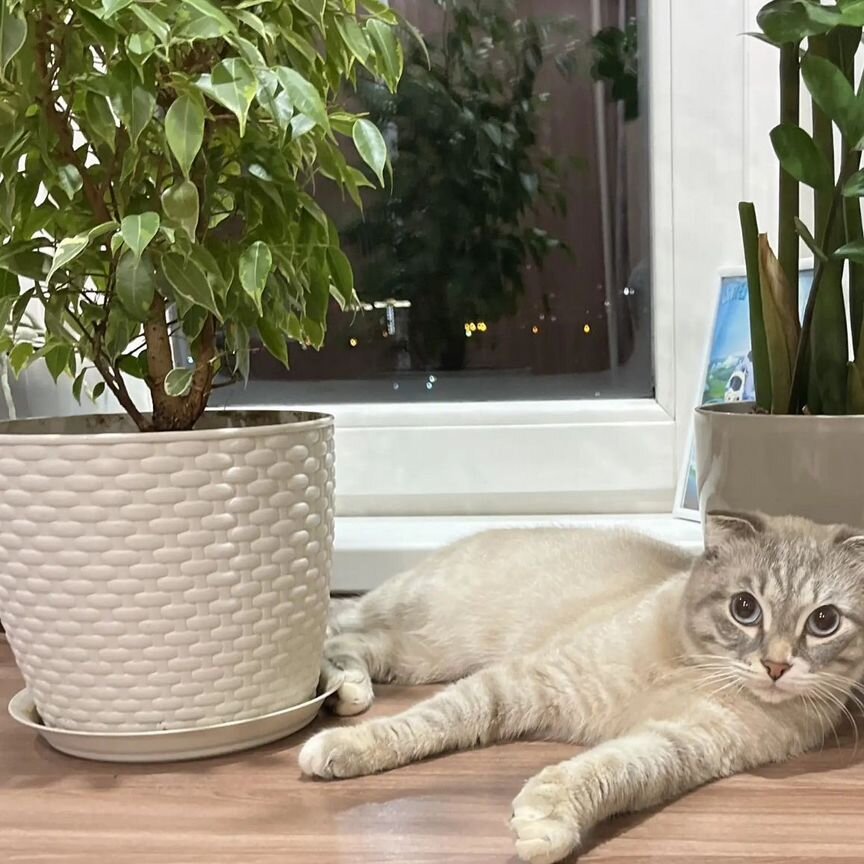 Шотландский вислоухий короткошёрстный котёнок