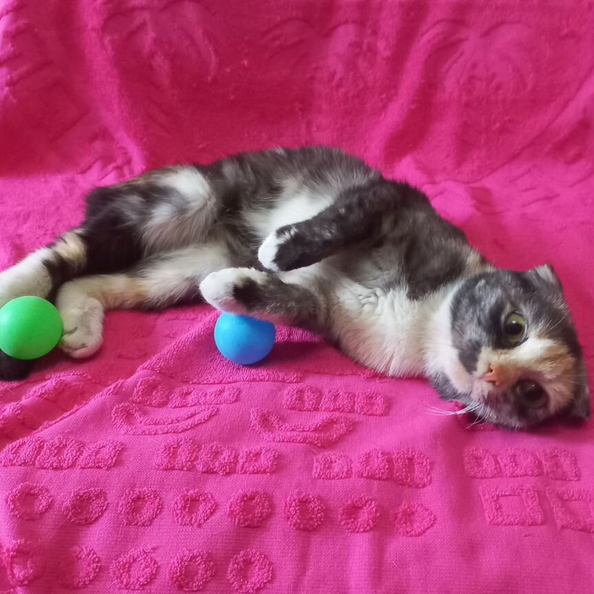 Взрослая, кошка в добрые руки