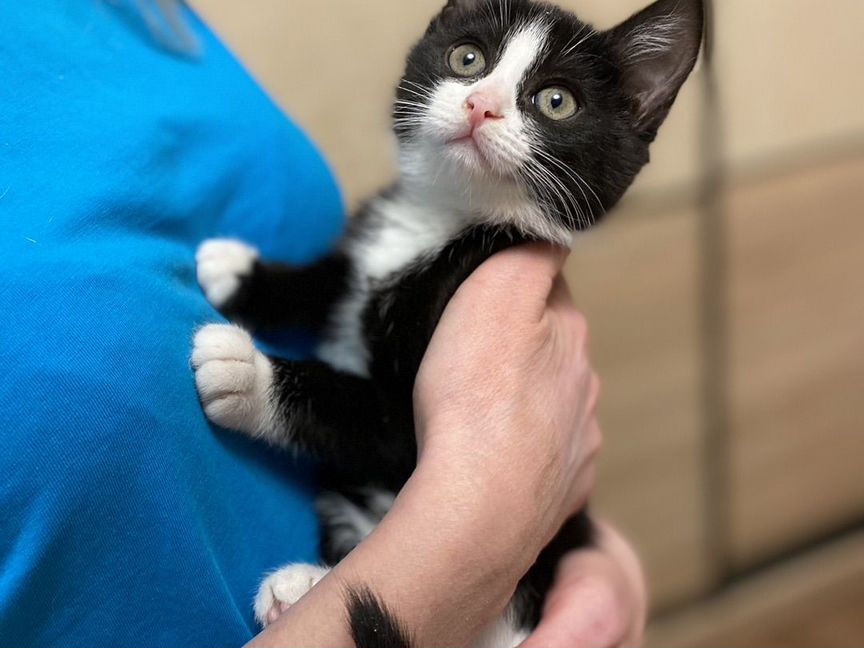 Котенок