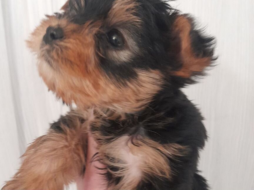 Йоркширский терьер