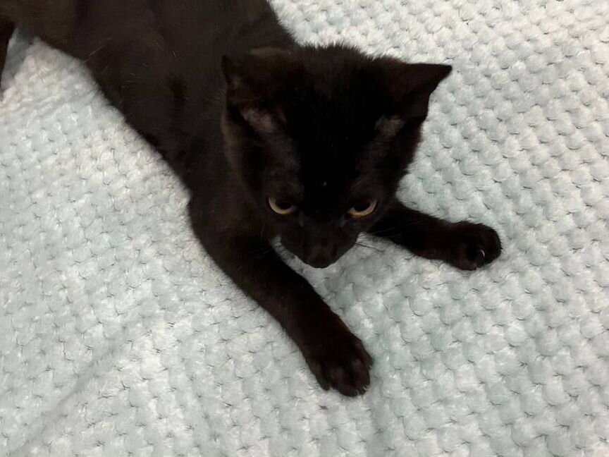 Котëнок