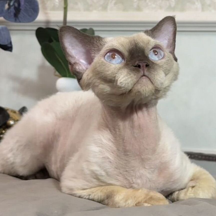 Молодой котик ищет дом