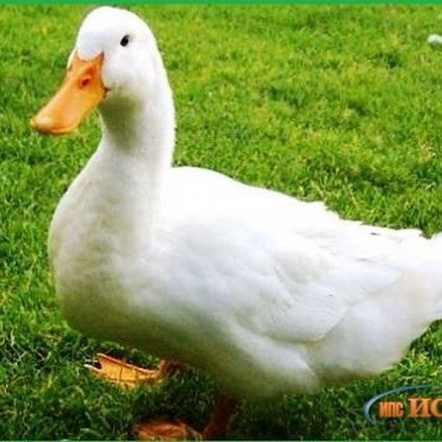 Утки броллерные