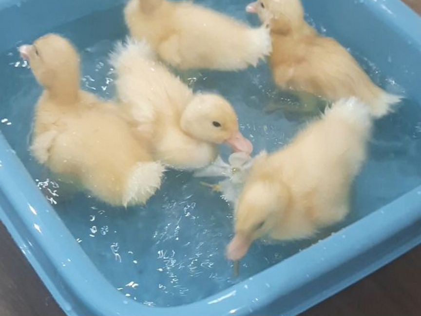 Утята Стар с комбикормом