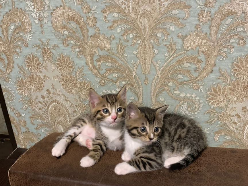 Бенгальские метисы