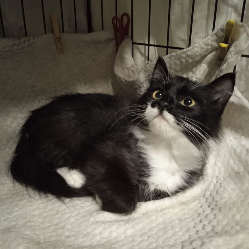 Котёнок Кузя