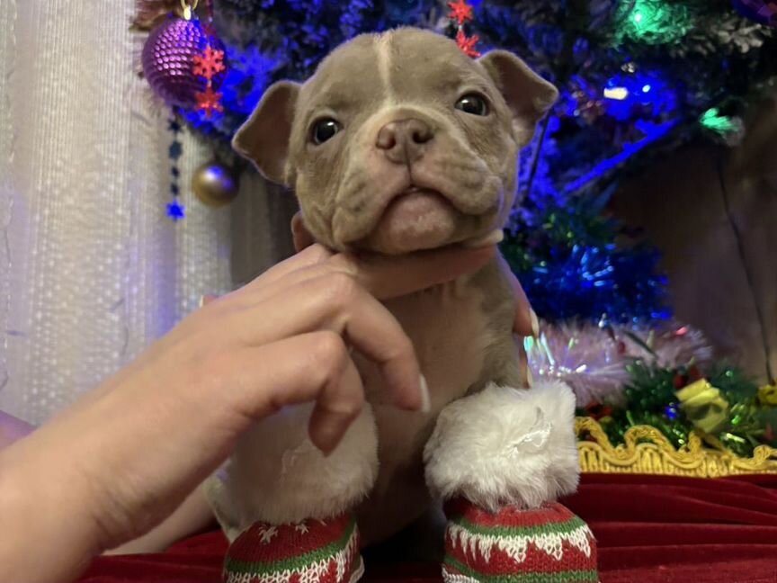 Американский булли покет щенки