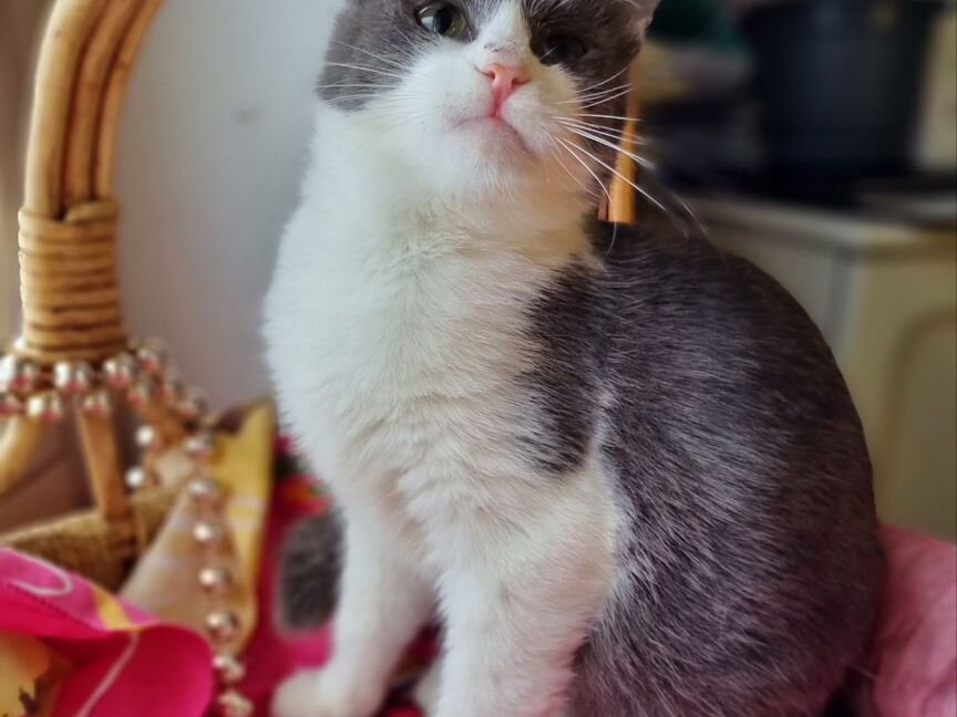 Кошка маркиза 6 месяцев