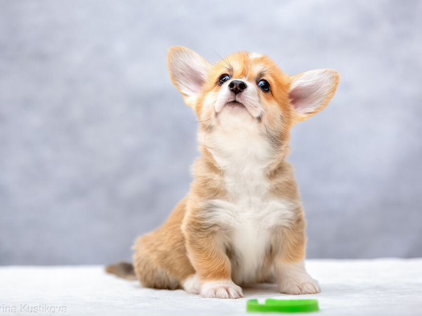 Вельш-корги пемброк 4 месяца