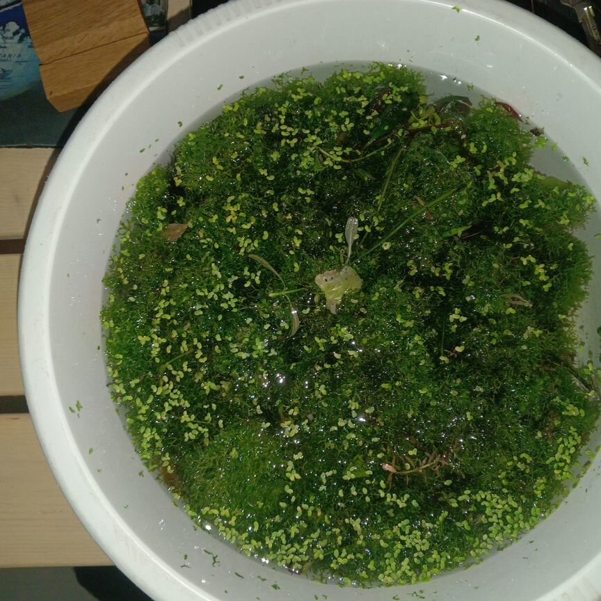 Растения ричия за шоколадку