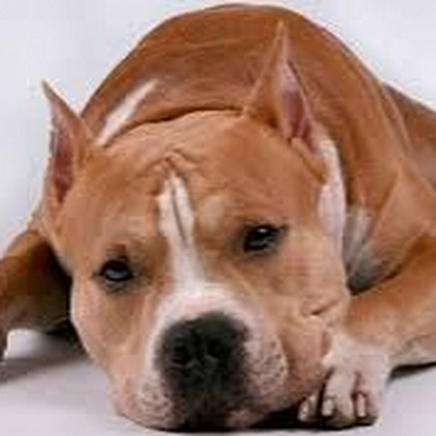 Стаффордширский терьер