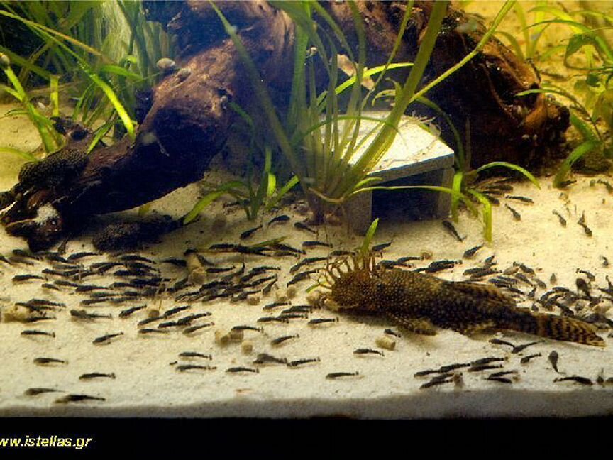 Сомики мальки анциструс светлые и темные