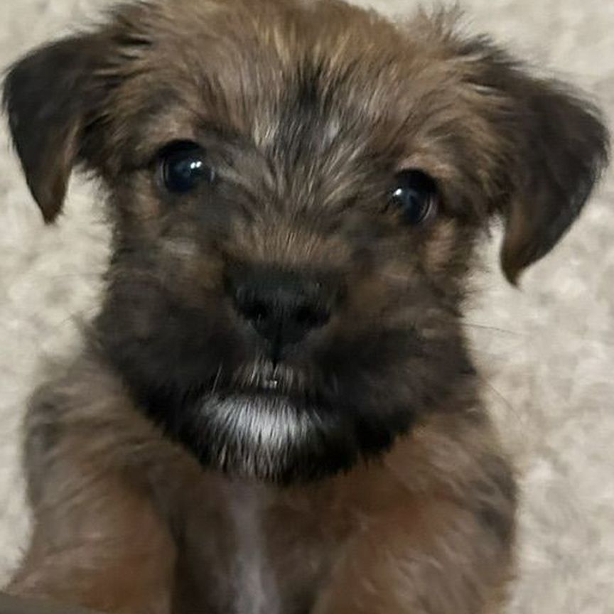 Джек-рассел-терьер, щенок