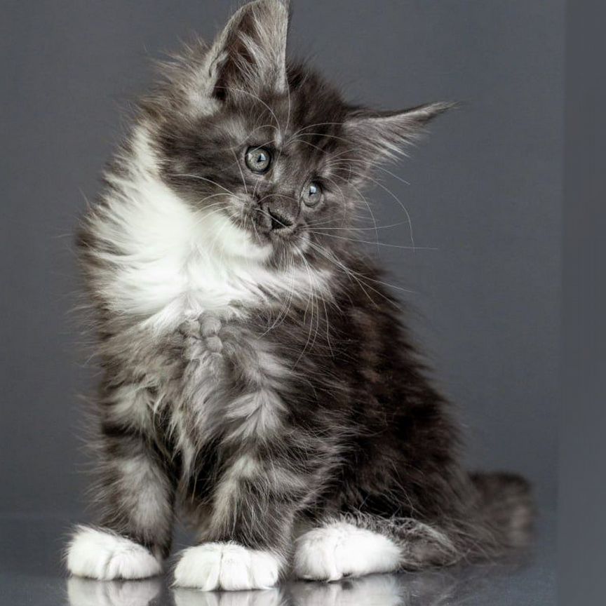 Мейн-кун котёнок