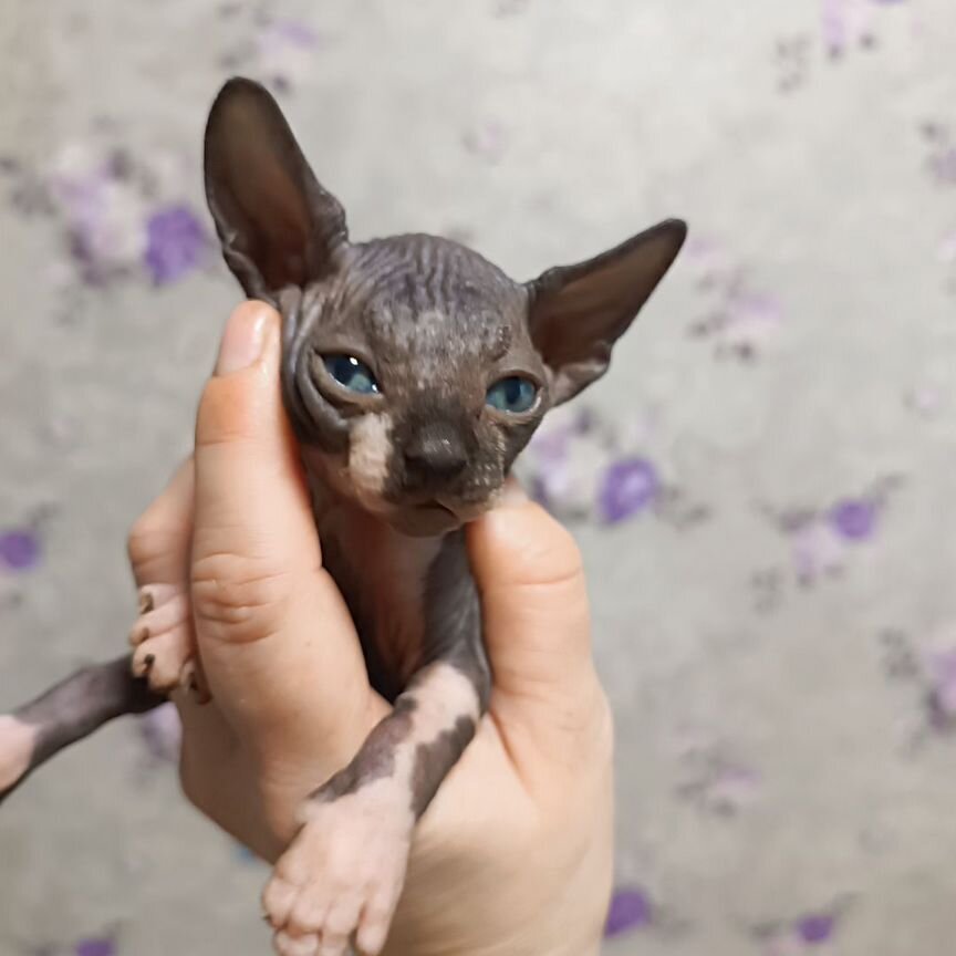 Канадский сфинкс