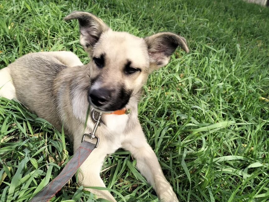 Отдам в добрые руки