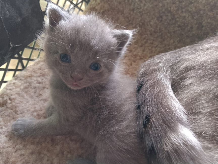 Шотландские котята