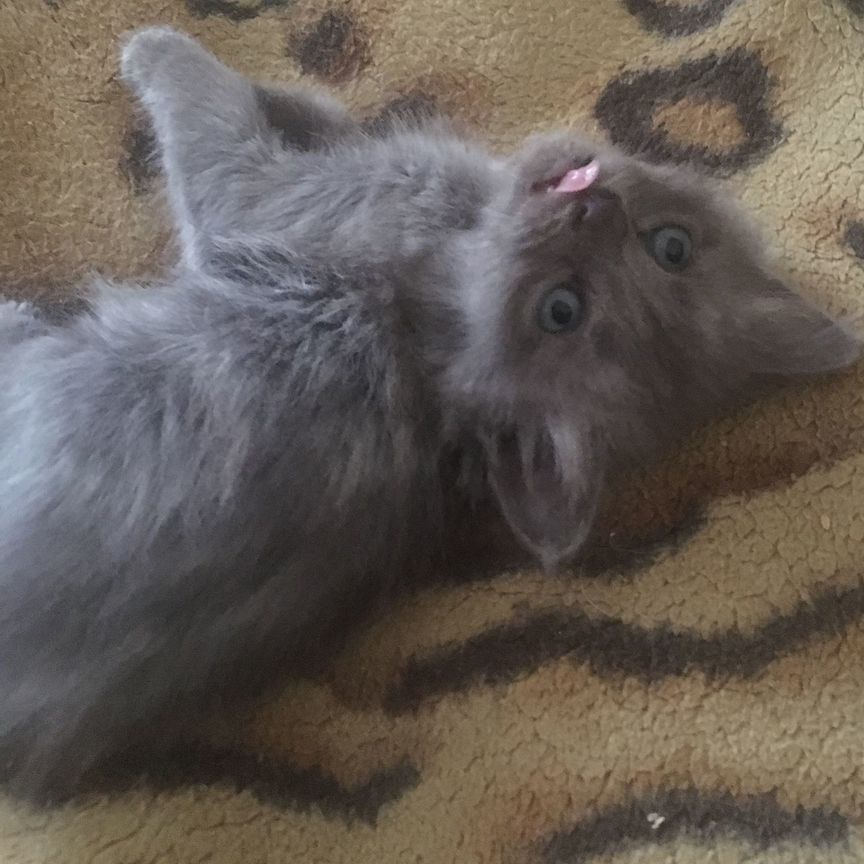 Котёнок в добрые руки