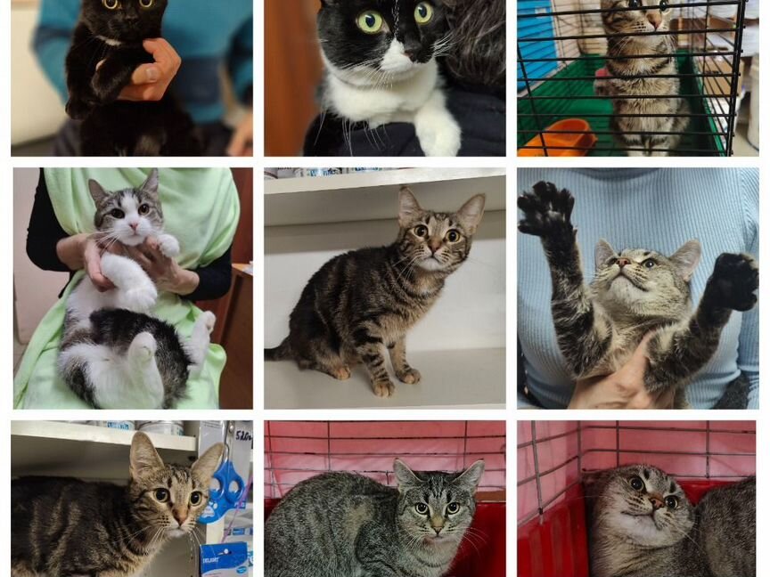 Опять завал подкинутых в клинику животных. Всем оч