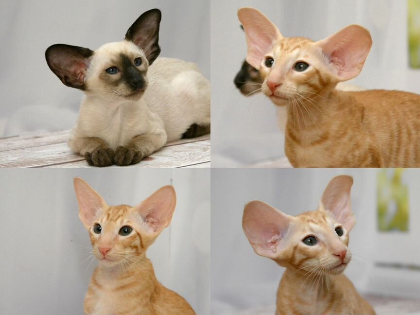 Ориентальный кот 3 шт