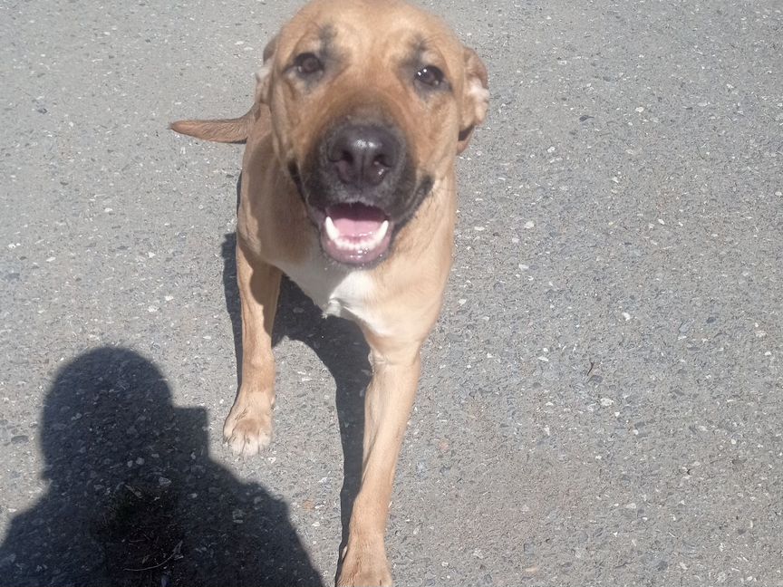 В добрые руки парнишка