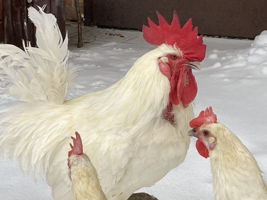 Инкубационное яйцо кур Бресс Гальских