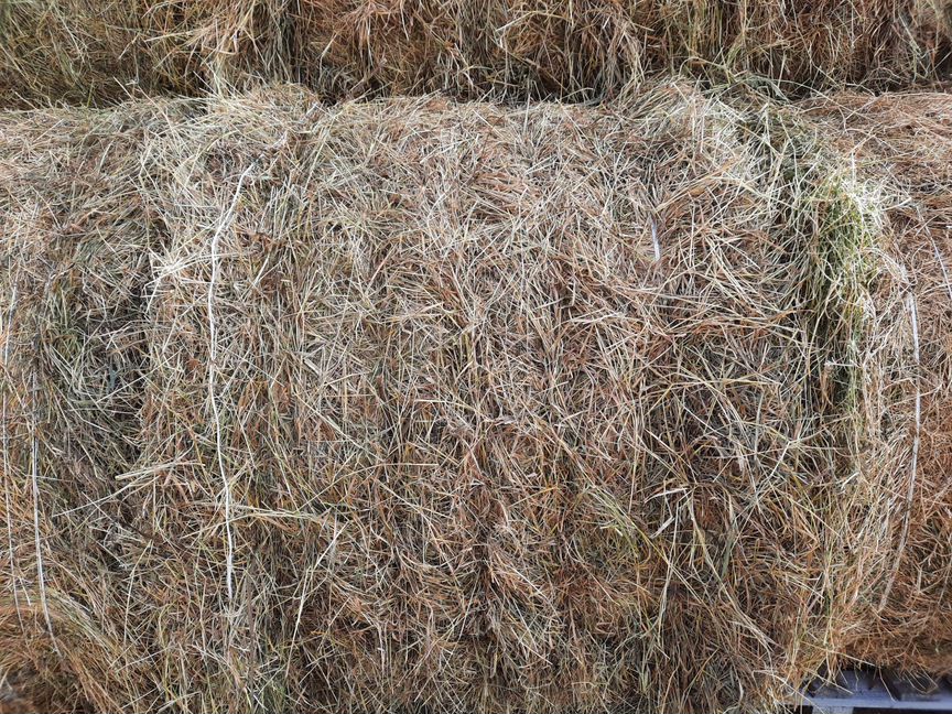 Сено люцерны