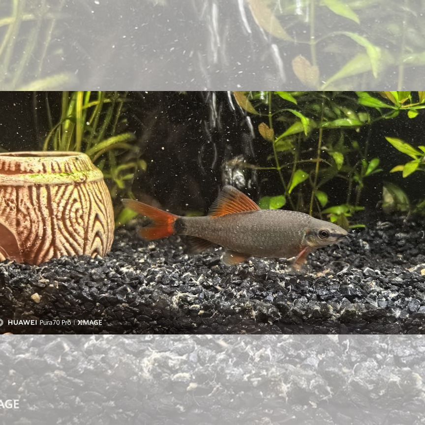 Аквариум с рыбка Лабео