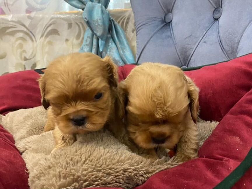 Кавалер кинг чарльз с документами