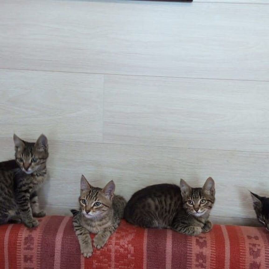 Котята в добрые руки