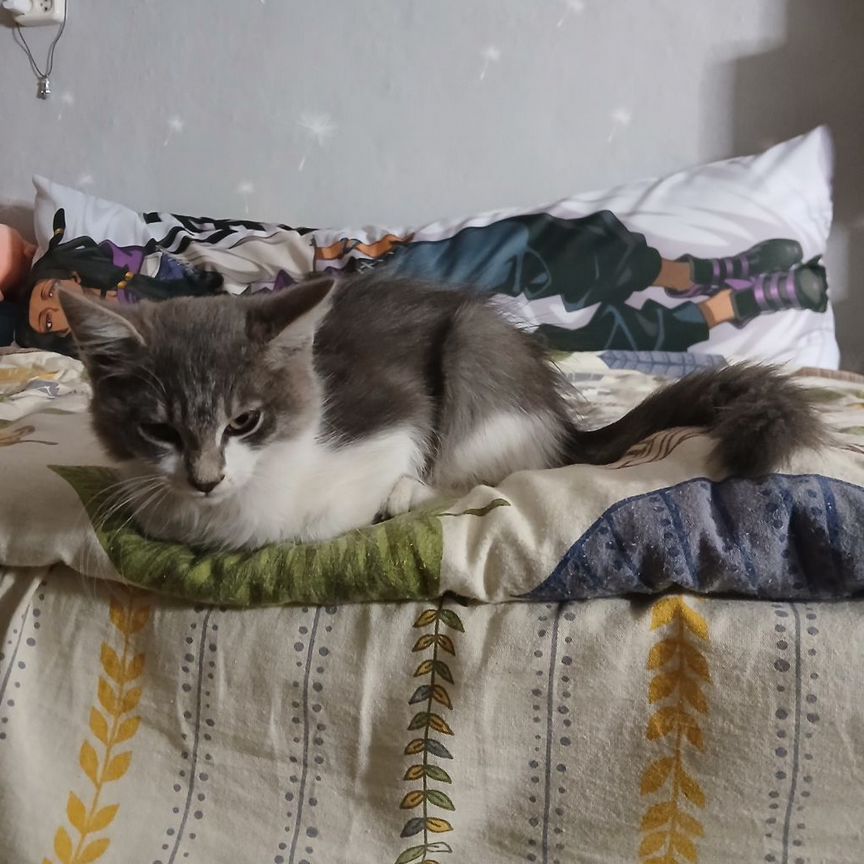 Котёнок в добрые руки