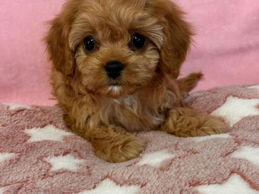 Крошечные кавапу