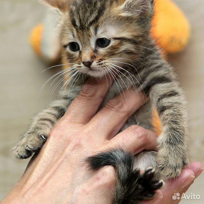 Кошка около 2 мес