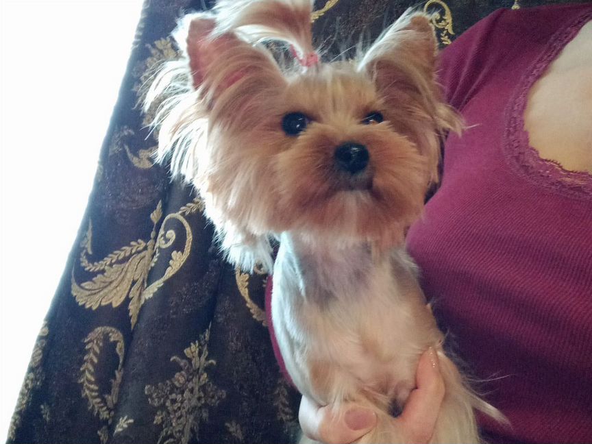 Йорк девочка