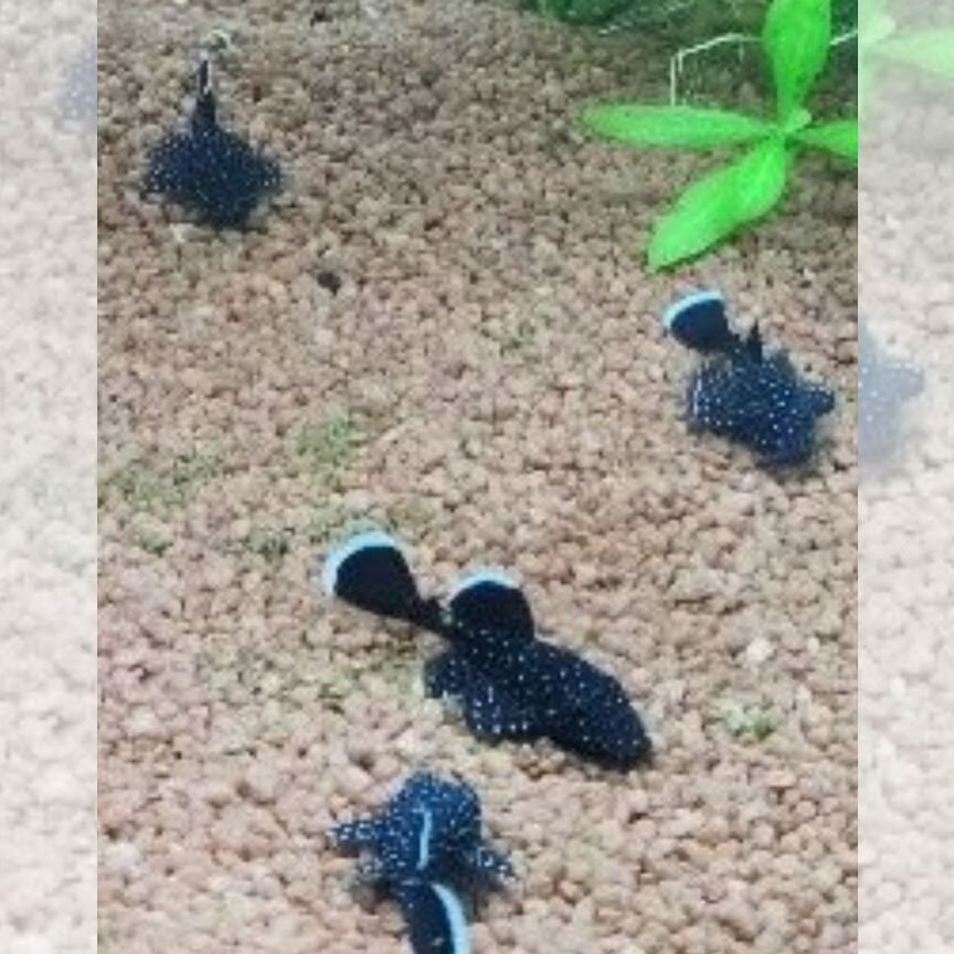 Сомики анцитрус звездчатый