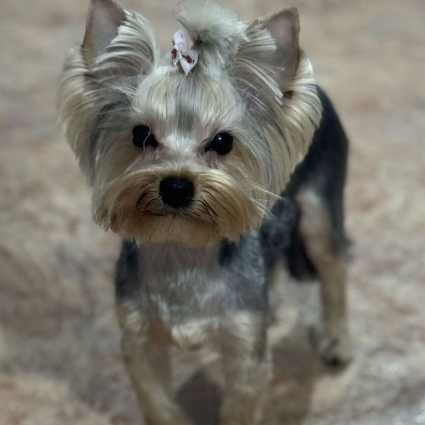 Йоркширский терьер, взрослая собака