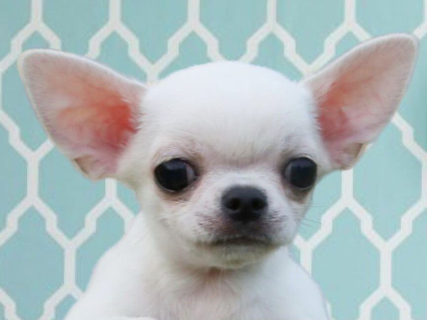 Белый мини мальчик